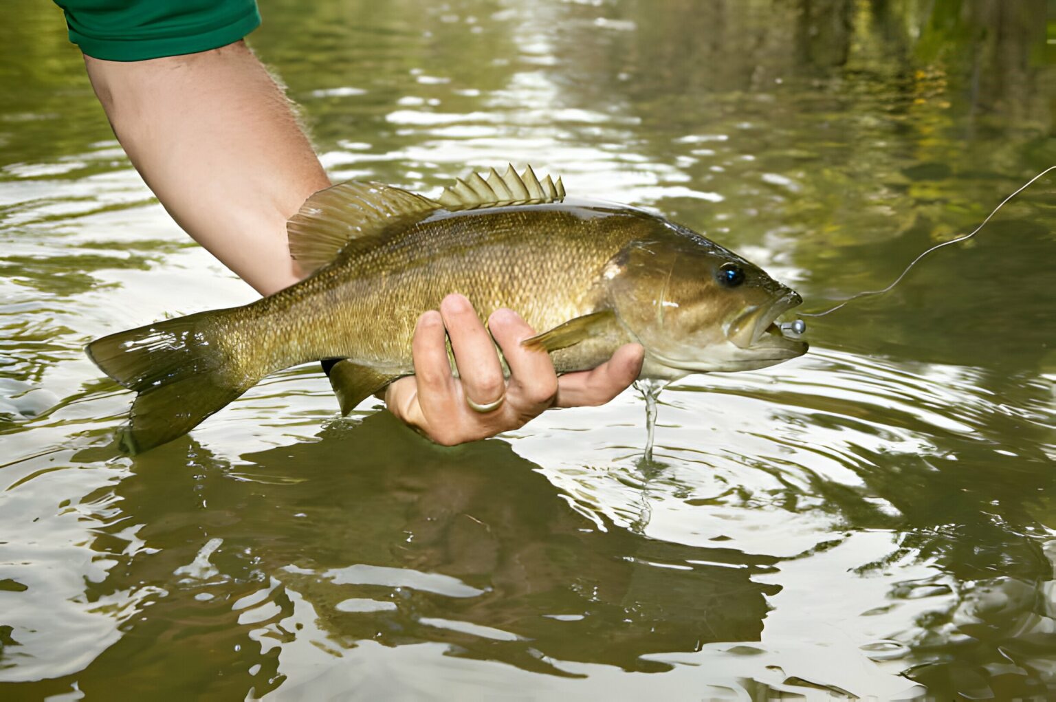 A Beginner's Guide to Smallmouth Bass Fishing - Lake Life Fishing