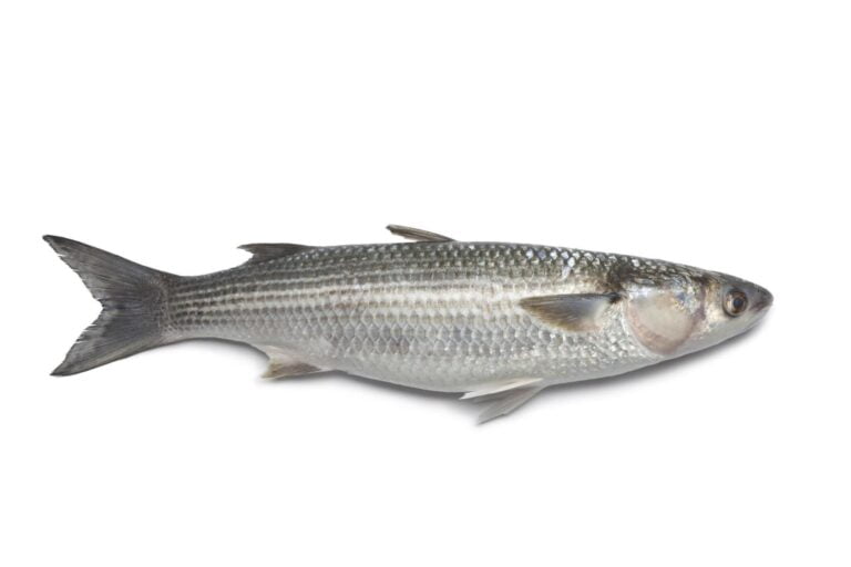 The Truth About Mullet Fish: Is It a Delicious and Nutritious Fish ...