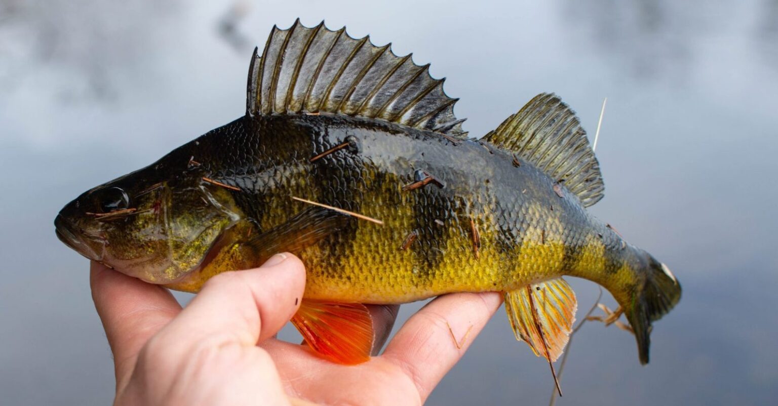 Why Perch Should Be Your New Favorite Fish - Lake Life Fishing