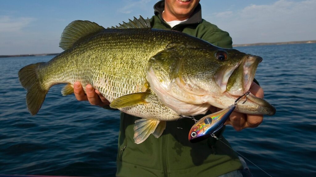 How Long Bass Can Survive Out of Water: The Shocking Truth - Lake Life ...