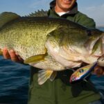 Uncovering the Secrets of Bluegill Largemouth Bass Hybrids: What You ...