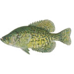 Can You Eat Crappie? A Comprehensive Guide - Lake Life Fishing