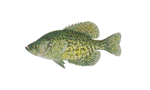 Can You Eat Crappie? A Comprehensive Guide - Lake Life Fishing