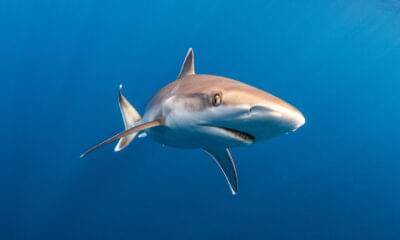 Can Sharks Swim Backwards? Discover Shark Movement and Mobility - Lake ...