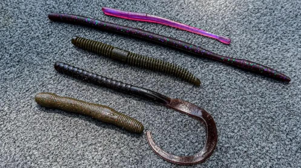 6 Effective Worm Baits for Carp Fishing - Lake Life Fishing